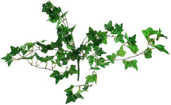 (.M.)PlantsAndMore! Engelse klimop hanger groen 40 cm 2 stuks | bol