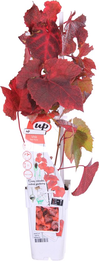 Vitis vinifera 'Red Rudy' - ↨65cm - Ø15 | bol.com