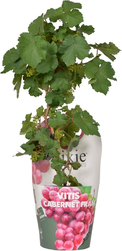 Hello Plants Vitis Pixie Cabernet Franc Blauwe Druiven - Druivenplant ...