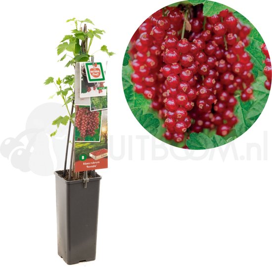 Rode bes - Ribes rubrum Rovada - bessenstruik - kleinfruit ...