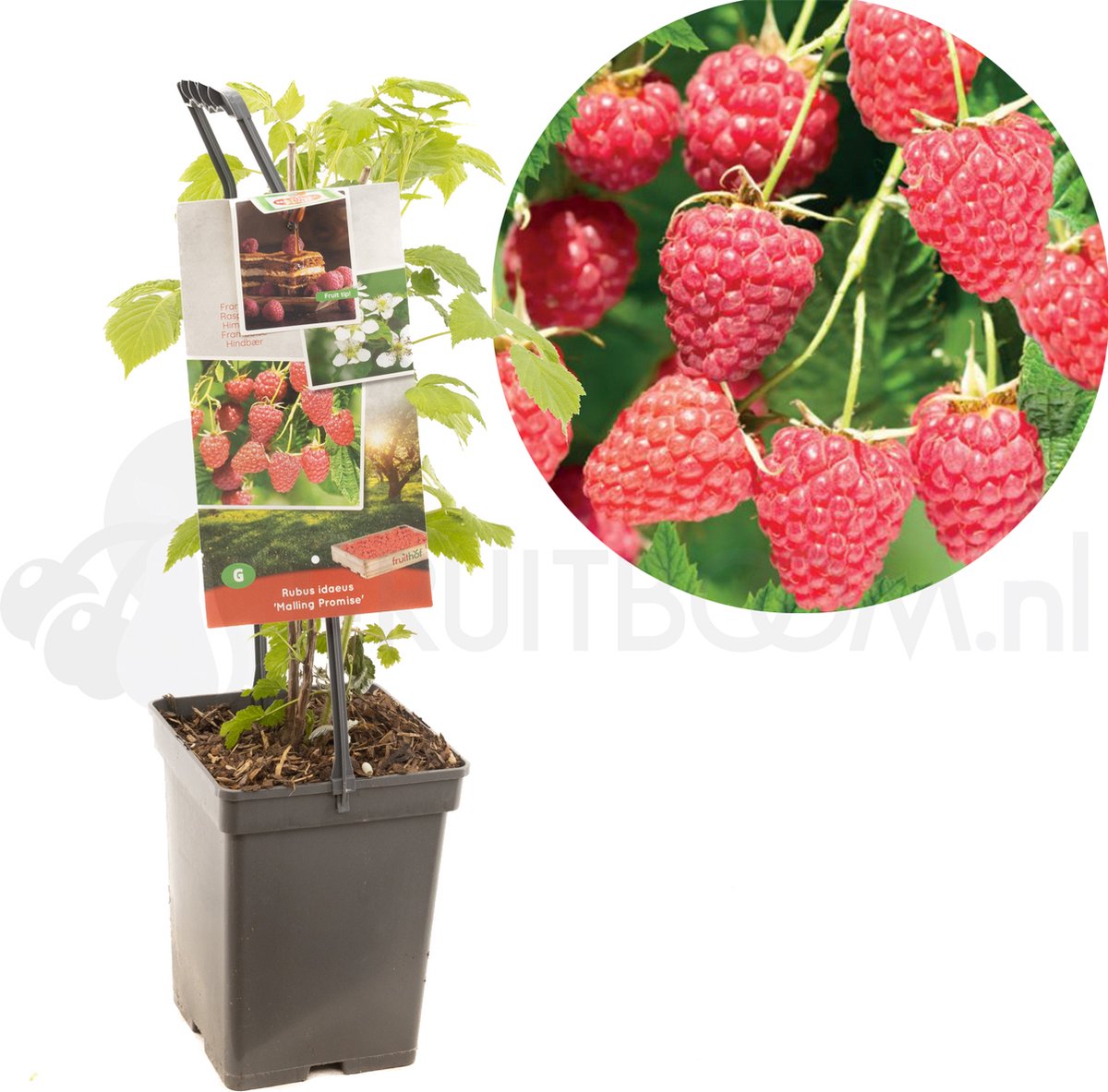 Framboos Rubus Malling Promise - Zomerframboos 18cm | bol
