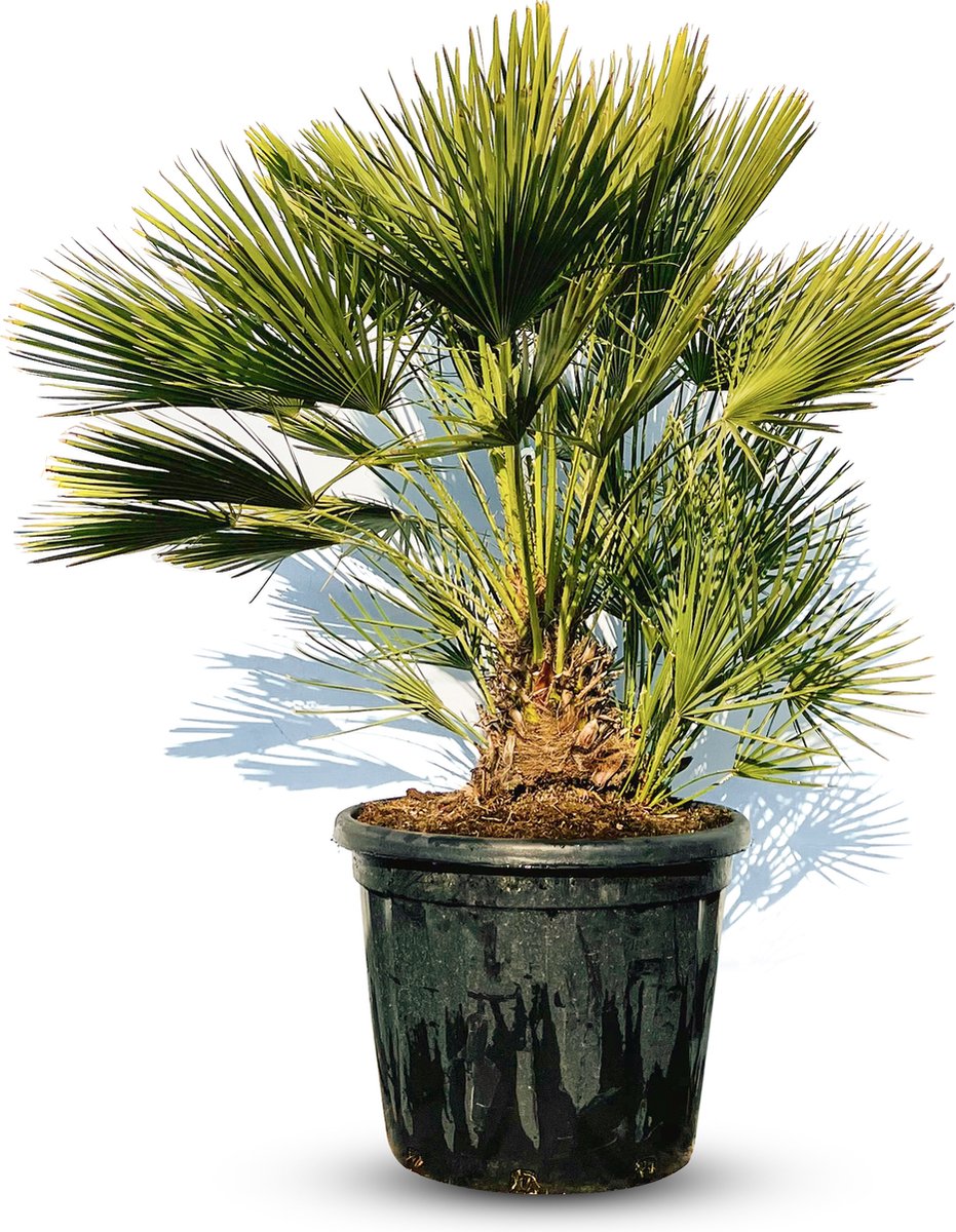 Sunnytree - Palmboom - Chamaerops Humilis - Winterharde Palmboom - Voor ...