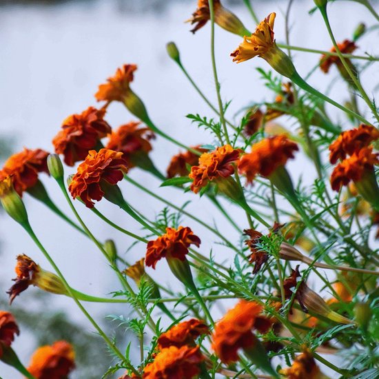 MRS Seeds & Mixtures Afrikaantjes - Tagetes patula – Lokt vlinders ...