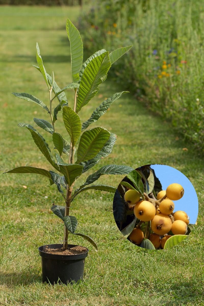 Jonge Japanse Mispel boom | Eriobotrya japonica | 80-100cm hoogte | bol.com
