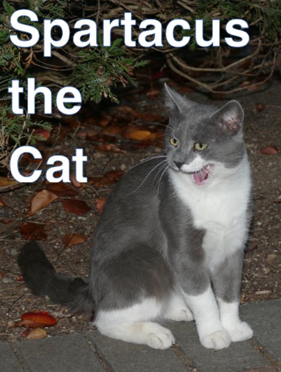 Spartacus the Cat (ebook), John Duthie | 9780648903741 | Boeken | bol.com