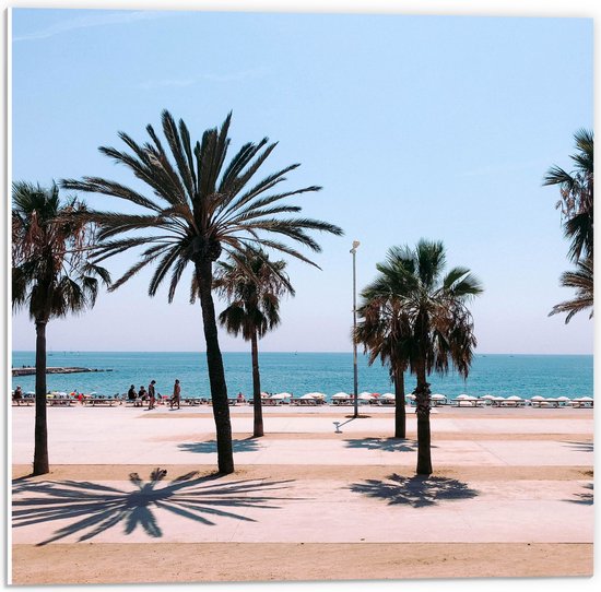 WallClassics - PVC Schuimplaat- Rij Palmbomen langs Boulevard - 50x50 ...