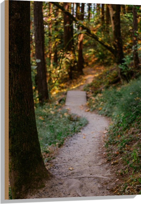 WallClassics - Hout - Wandelpad in het Bos - 60x90 cm - 9 mm dik - Foto ...