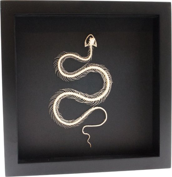 Slangen Skelet in Lijst 25 x 25 | bol