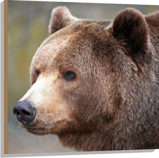 Hout - Hoofd van een Bruine Beer - 80x80 cm - 9 mm dik - Foto op Hout ...