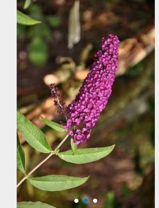 Buddleja davidii 'Royal Red' - Vlinderstruik 40 - 60 cm in pot GRD ...