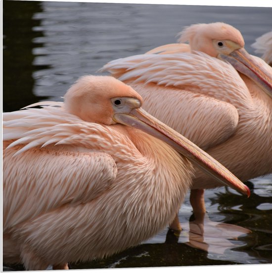 PVC Schuimplaat- Groep Roze Pelikanen in Donker Water - 80x80 cm Foto ...