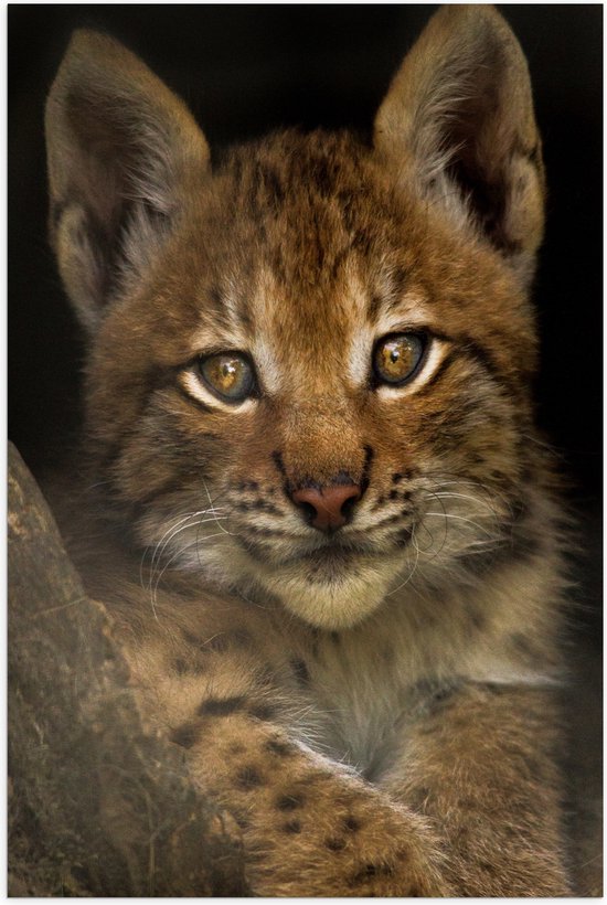 WallClassics - Poster (Mat) - Bruine Lynx - 50x75 cm Foto op ... WallClassics - Poster (Mat) - Bruine Lynx - 50x75 cm Foto op ...