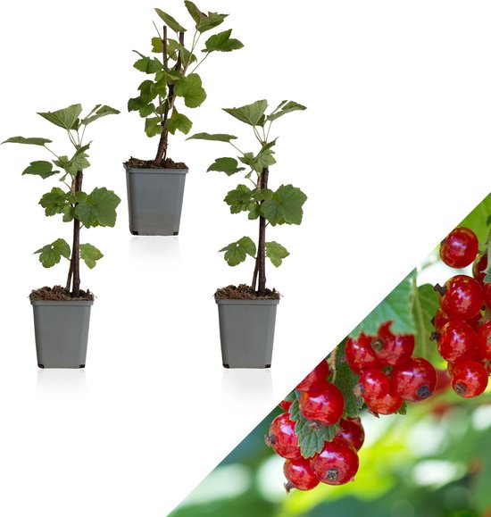 WL Plants - Set de 3 - Ribes Rubrum 'Jonkheer van Tets' - Plante de ...