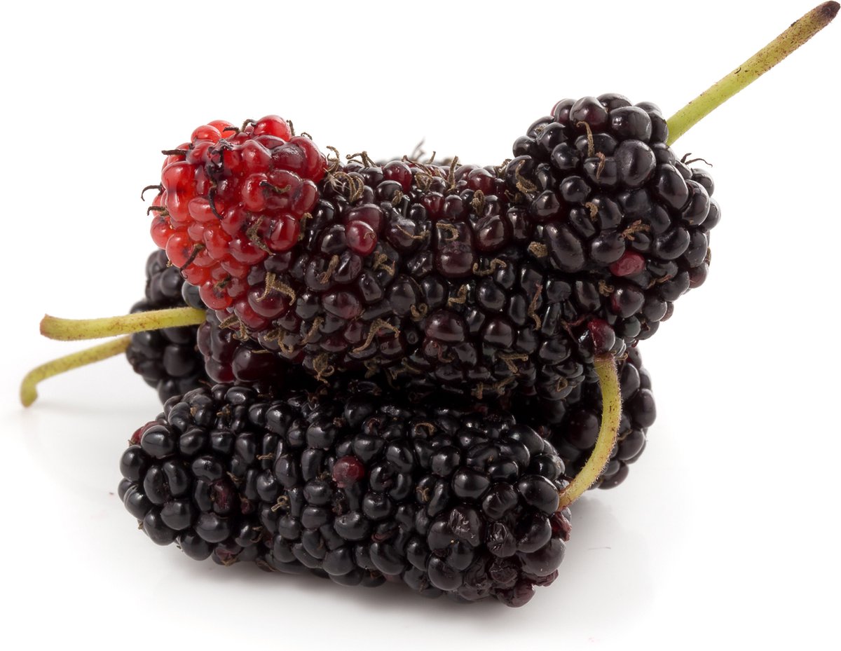 Moerbei - Black Mulberry - Zwarte Moerbei - 100% Fruit - Natural ...