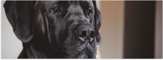 WallClassics - Poster (Mat) - Hoofd van Zwarte Hond - 90x30 cm Foto op ...