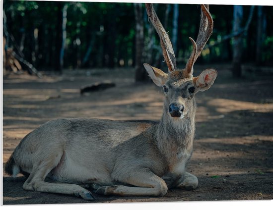 WallClassics - PVC Schuimplaat- Sikahert in het Bos - 80x60 cm Foto op ...