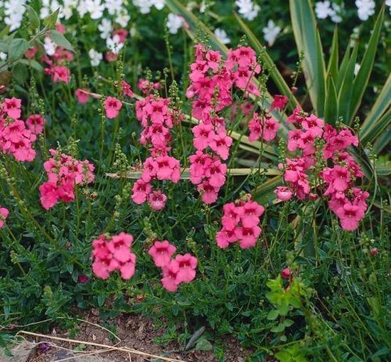 5 stuks Diascia Ruby Field | bol.com