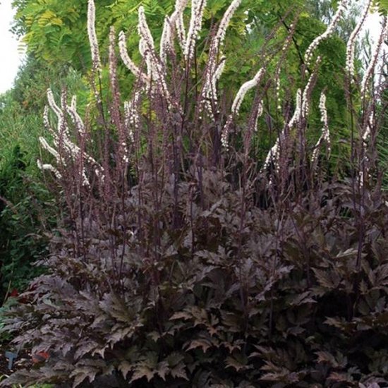 3 x Actaea Simplex 'Brunette' - Bugbane 'Brunette' godet 9cm x 9cm | bol.com