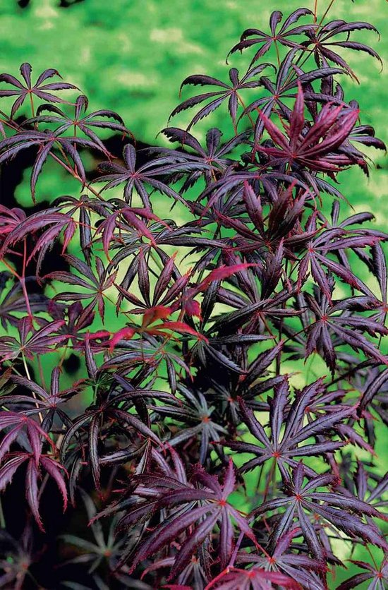 Acer palmatum 'Trompenburg' - Japanse esdoorn - Hoogte 30/40 cm - 19cm ...