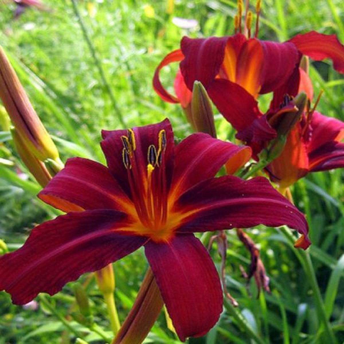 6 x Hemerocallis 'Crimson Pirate' - Daglelie pot 9x9cm | bol.com