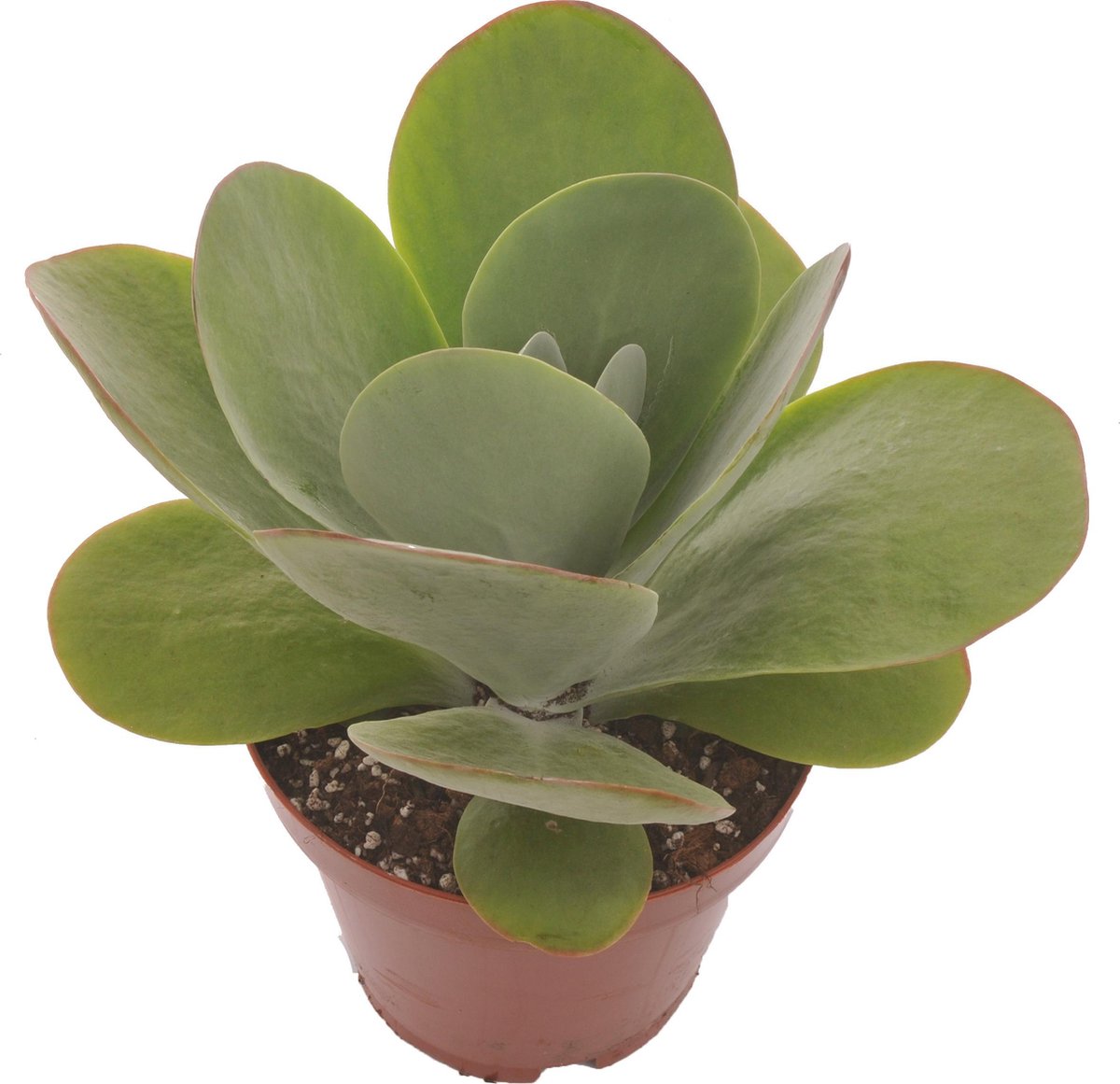 Woestijnroos - Kalanchoe thyrsifolia - plant + pot is 35 cm hoog | bol.com