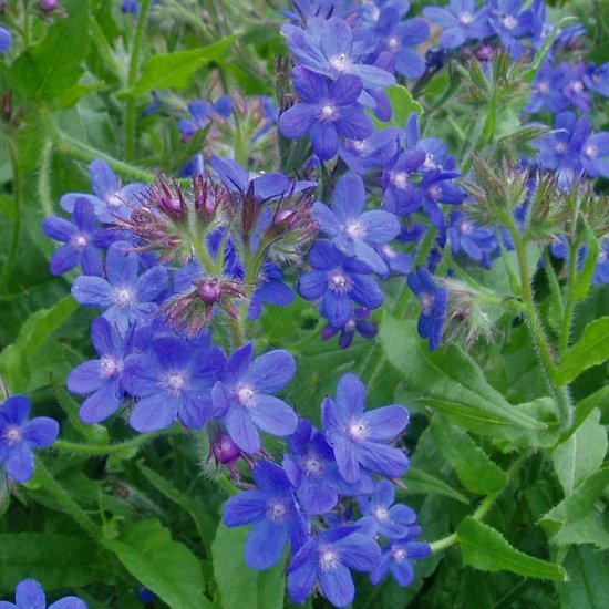 6 x Anchusa Azurea 'Dropmore' - Ossetong Pot 9x9 cm - Intens Blauwe ...