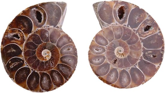 Ammoniet Fossiel Specimen Schelp Stenen en Mineralen met Oude ...