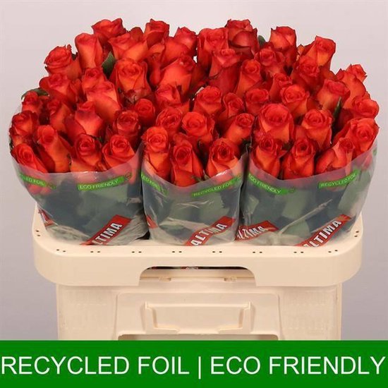 20x Rosa meteor 60cm | bol