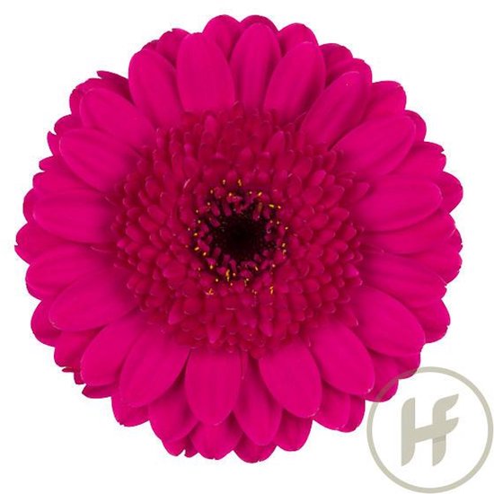 60x Germini noï 40cm | bol