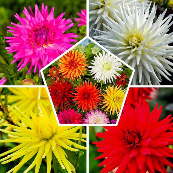 Cactus Dahlia - Mix - Bloembollen - 5 stuks - Meerkleurig - Bloem ...