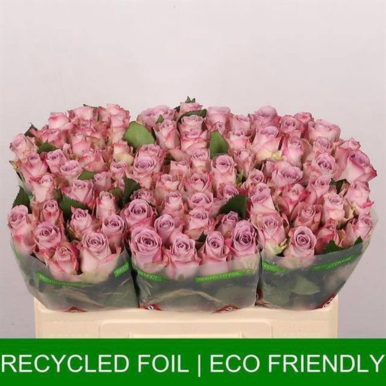 20x Rosa memory lane! 50cm | bol