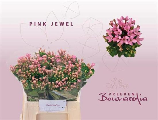 10x Bouv.pink jewel 40cm | bol