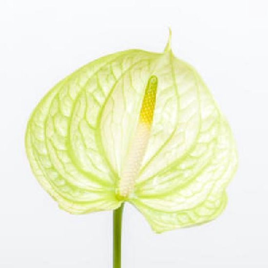 12x Anthurium extase 10cm | bol