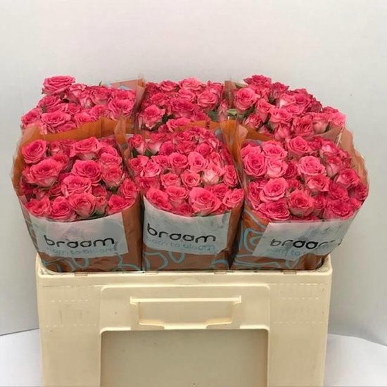 10x Rosa sweet julia 50cm | bol