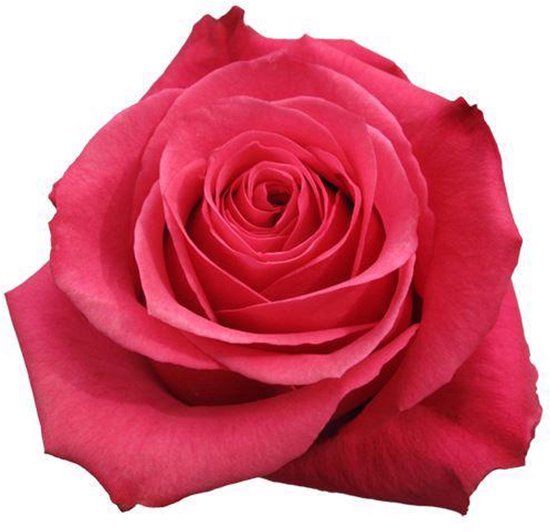20x Rosa cherry-o! 60cm | bol