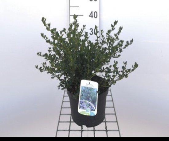 2 x Ceanothus impr. 'Victoria' - Amerikaanse Sering , Sikkelbloem 25 ...
