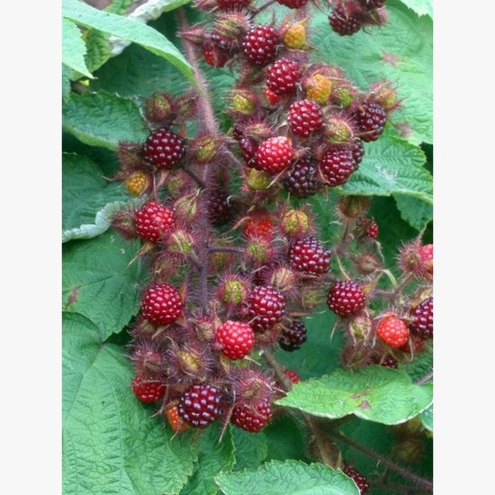 Rubus Phoenicolasius - Japanse Wijnbes | bol