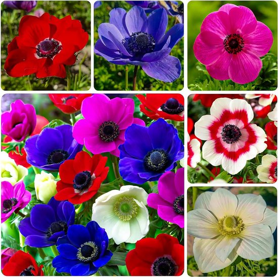 Anemonen - De Caen - Bloembollen - 50 stuks - Meerkleurig - Bloem ...