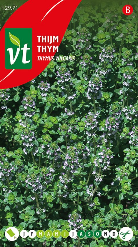 VT Thijm Plant - Aromatisch kruid voor culinair of medicinaal gebruik | bol