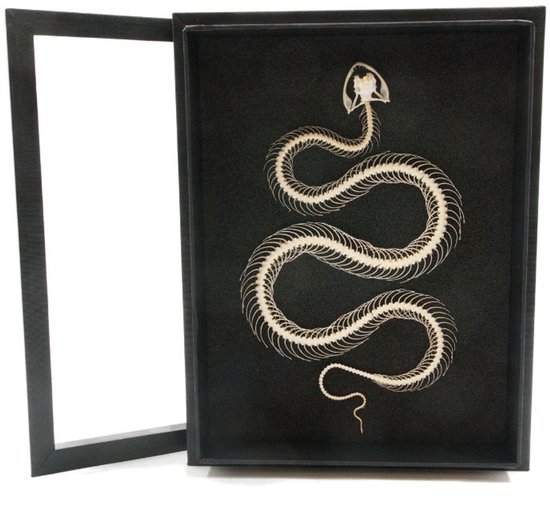 Slangenskelet in elegante box (23 x 30 cm) - Skelet slang in grote ...