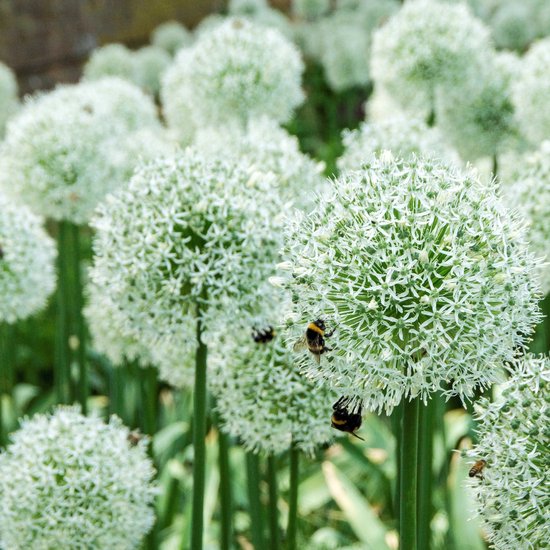 6x Allium hybrida 'Mount Everest' Pot 9x9cm - Prachtige witte bloemen ...