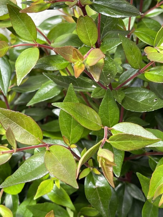 2 x Abelia grand. 'Prostrata' - Abelia Grandiflora 'Prostrata' 40- 50 ...