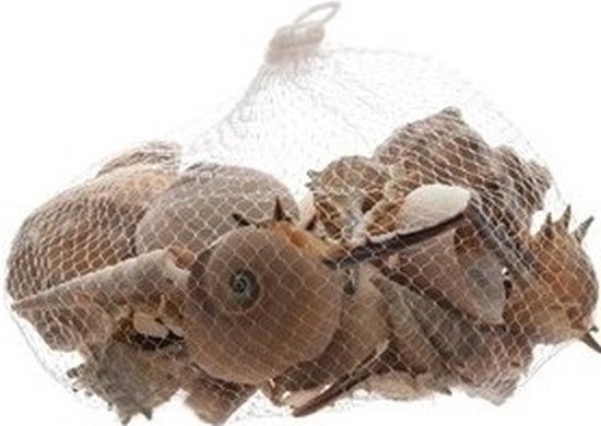 Set van 3 zakjes decoratie/hobby bruine schelpen 350 gram - Echte ...