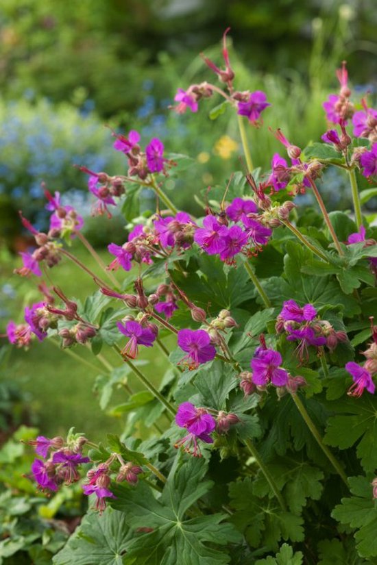 Geranium macrorrhizum 'Ingwersen's Variety' - 2 liter pot | bol