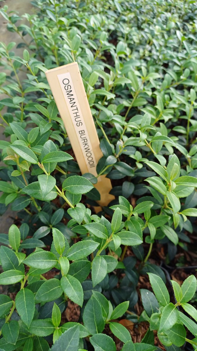 6x Osmanthus Burkwoodii - Schijnhulst - P9 Pot (9x9cm) - Koop ...