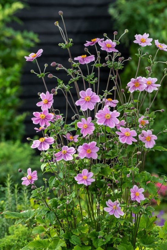 Plants Online - Tuinplanten - Vaste planten - Set van 10 - Anemone hybrida 'Loreley' -... | bol