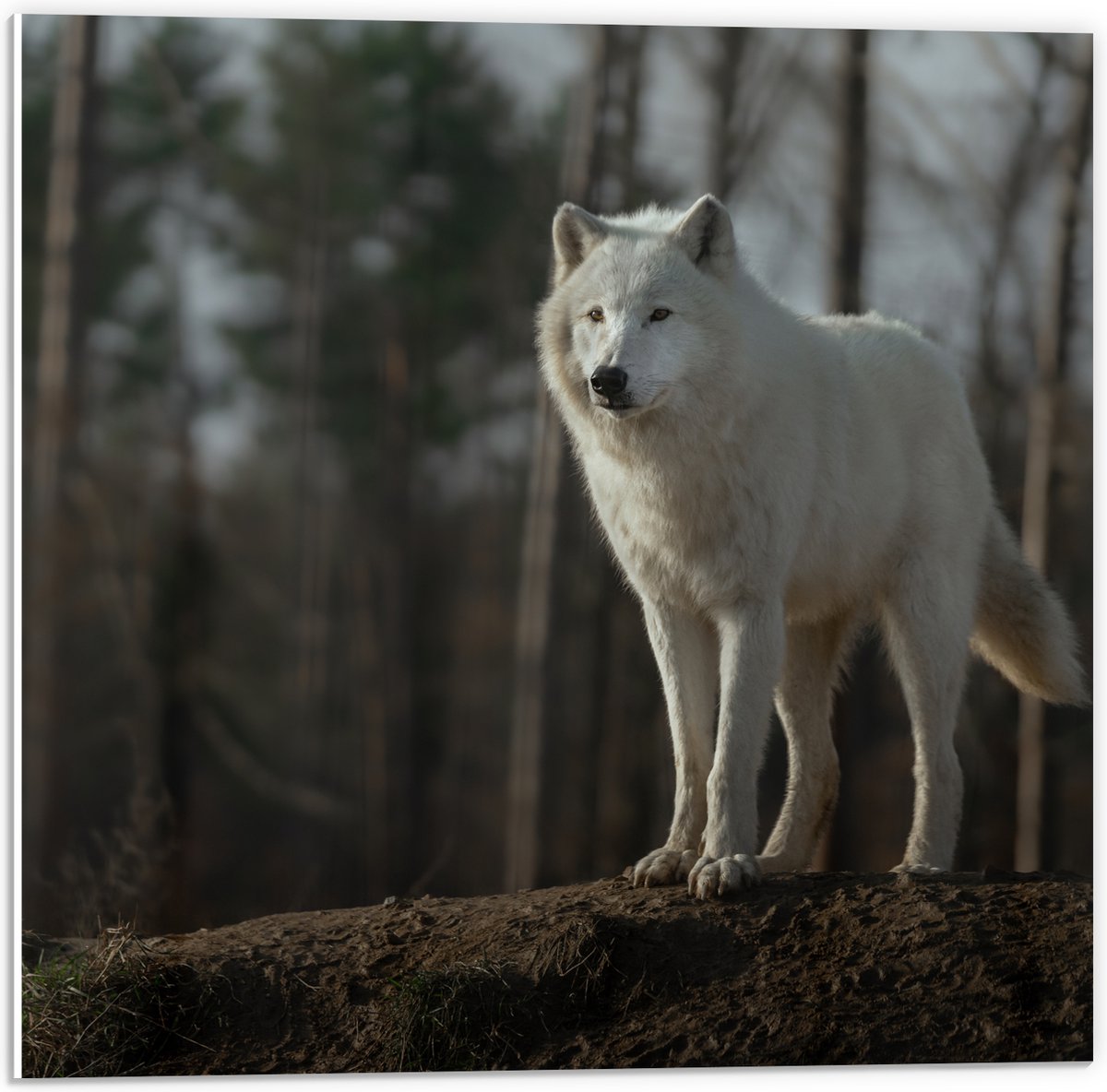 PVC Schuimplaat- Witte wolf staat op heuveltje voor bomen - 50x50 cm ...