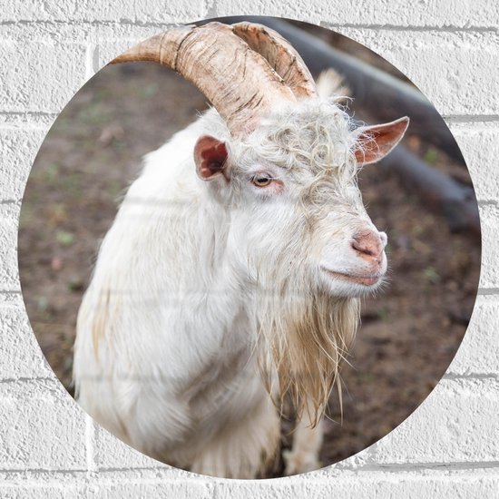 Muursticker Cirkel - Witte geit staat in wei met houten hek - 40x40 cm ...