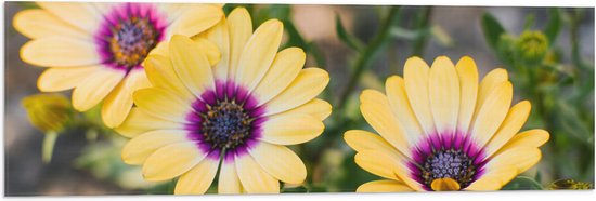 Vlag - Gele Spaanse Margriet Bloemen met Paarse Binnenkant - 90x30 cm ...