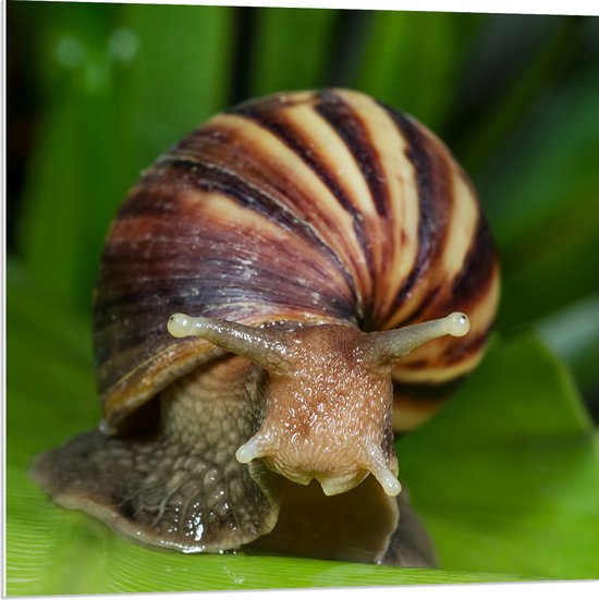PVC Schuimplaat - Slak met gestreepte schelp zit op blad in een tuin ...